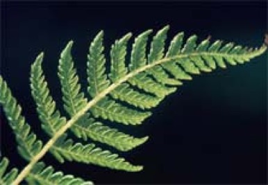 Complexity and Simplification – Chapter 11 of Wholeness, Fragmentation ...